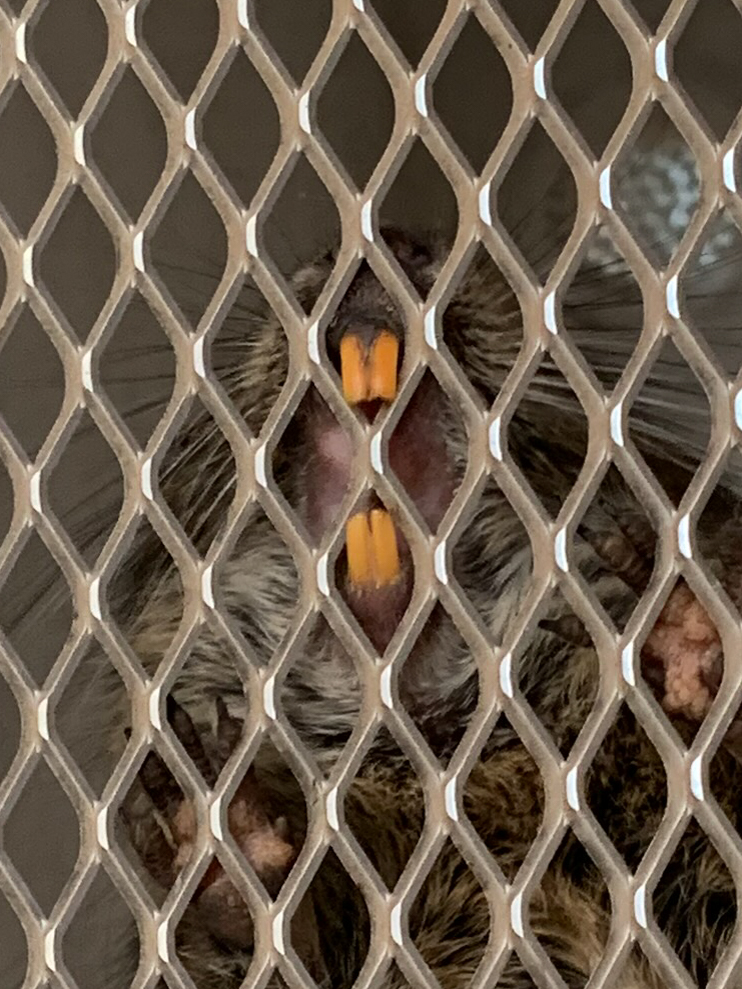 Degu Zahnprobleme - Deguzucht in Bayern