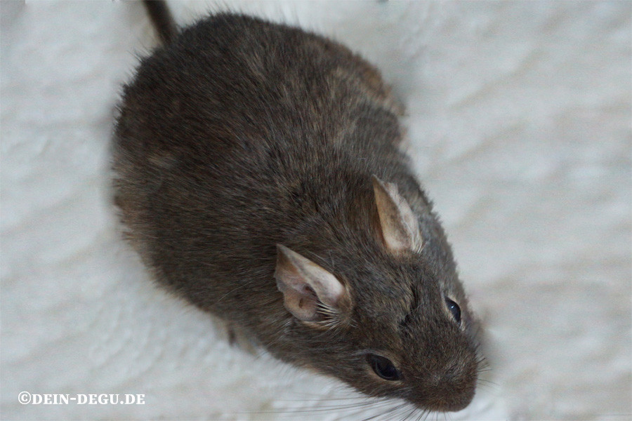 Degu Farben und Genetik - Deguzucht in Bayern