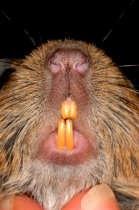 Degu Zahnprobleme - Deguzucht in Bayern