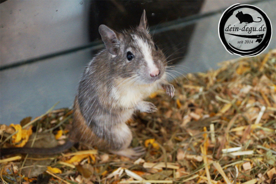 Degu Farben und Genetik - Deguzucht in Bayern