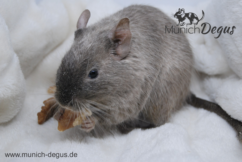 Degu Farben und Genetik - Deguzucht in Bayern