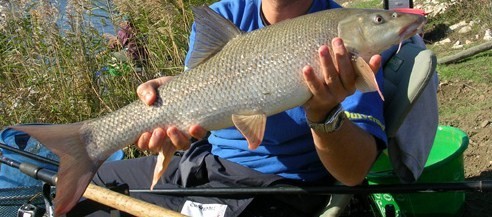 Le Barbeau - la Gaule de l'Esterel