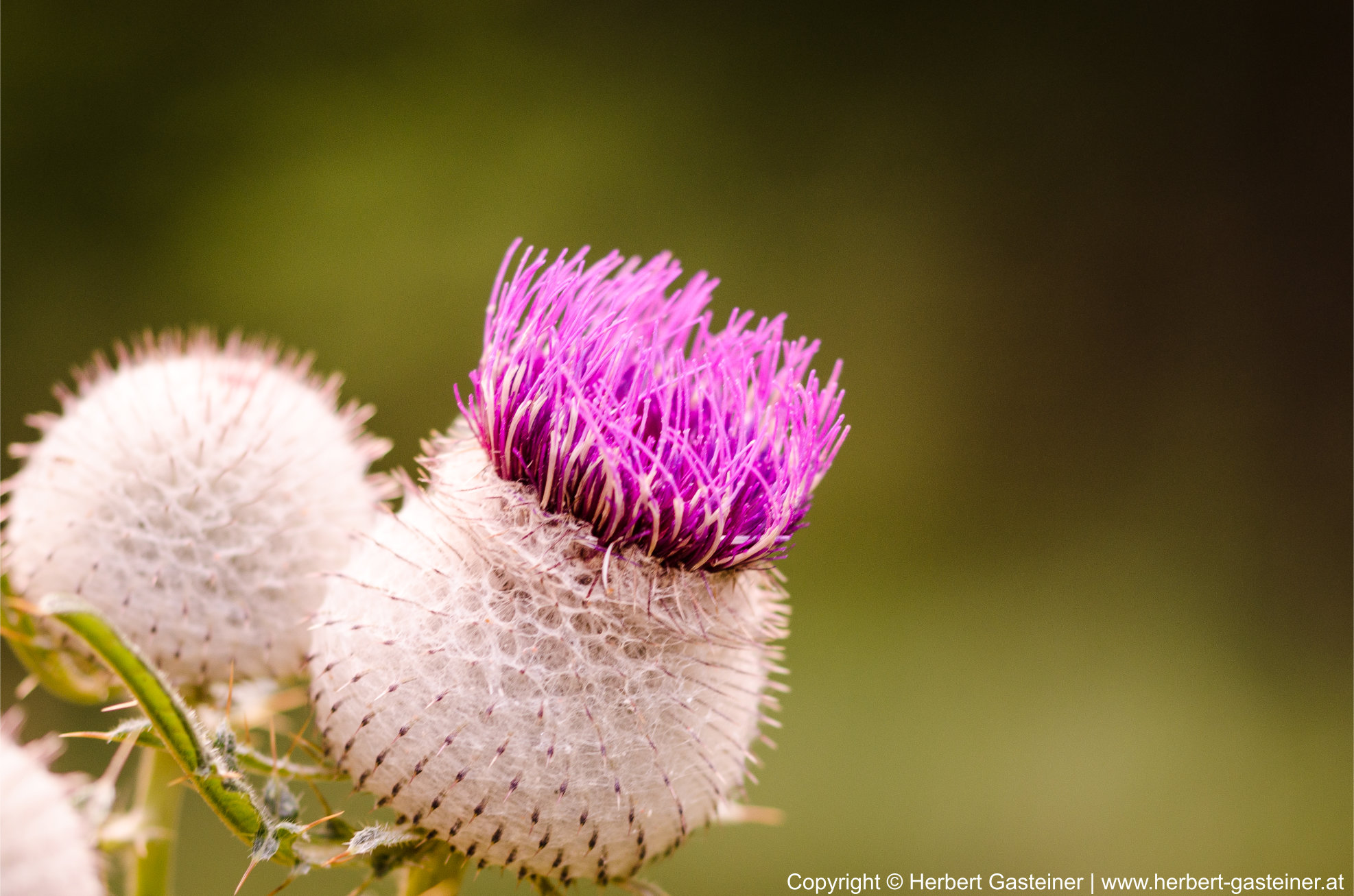 DISTELN (Fotos des Hobbyfotografen Herbert Gasteiner) - Herbert ...