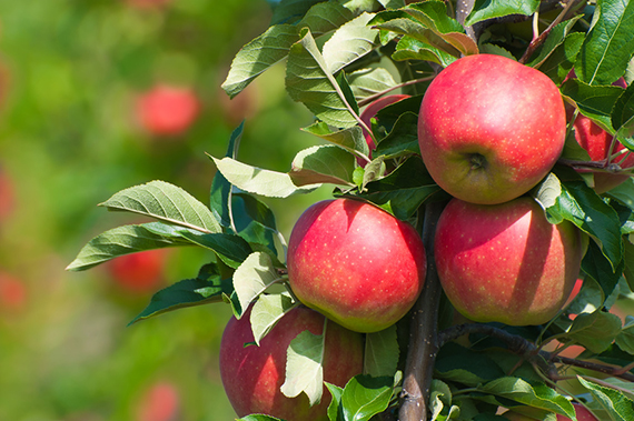 Unsere Sortenvielfalt - Obst vom Bodensee