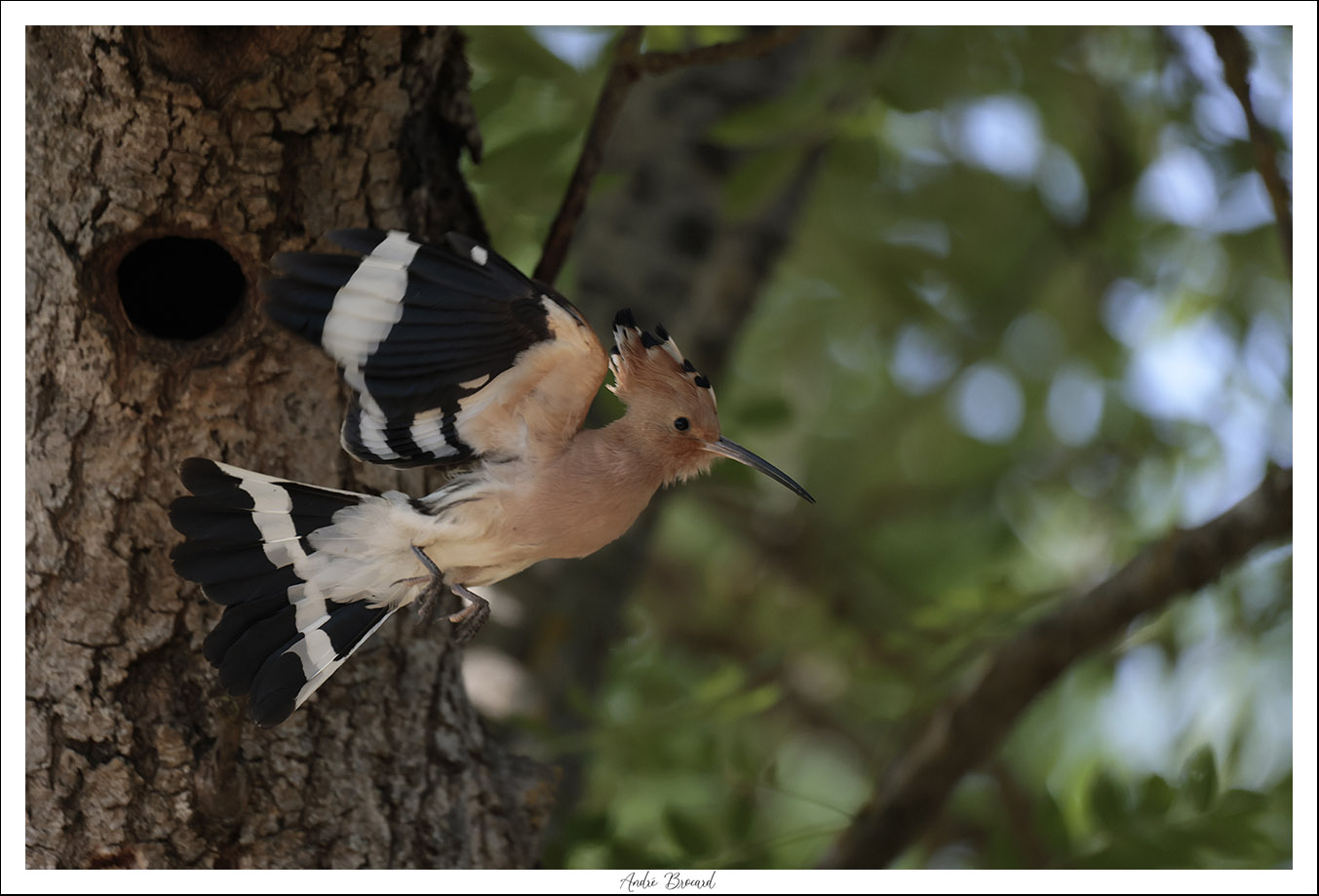 Huppes fasciées - photos nature d'André Brocard