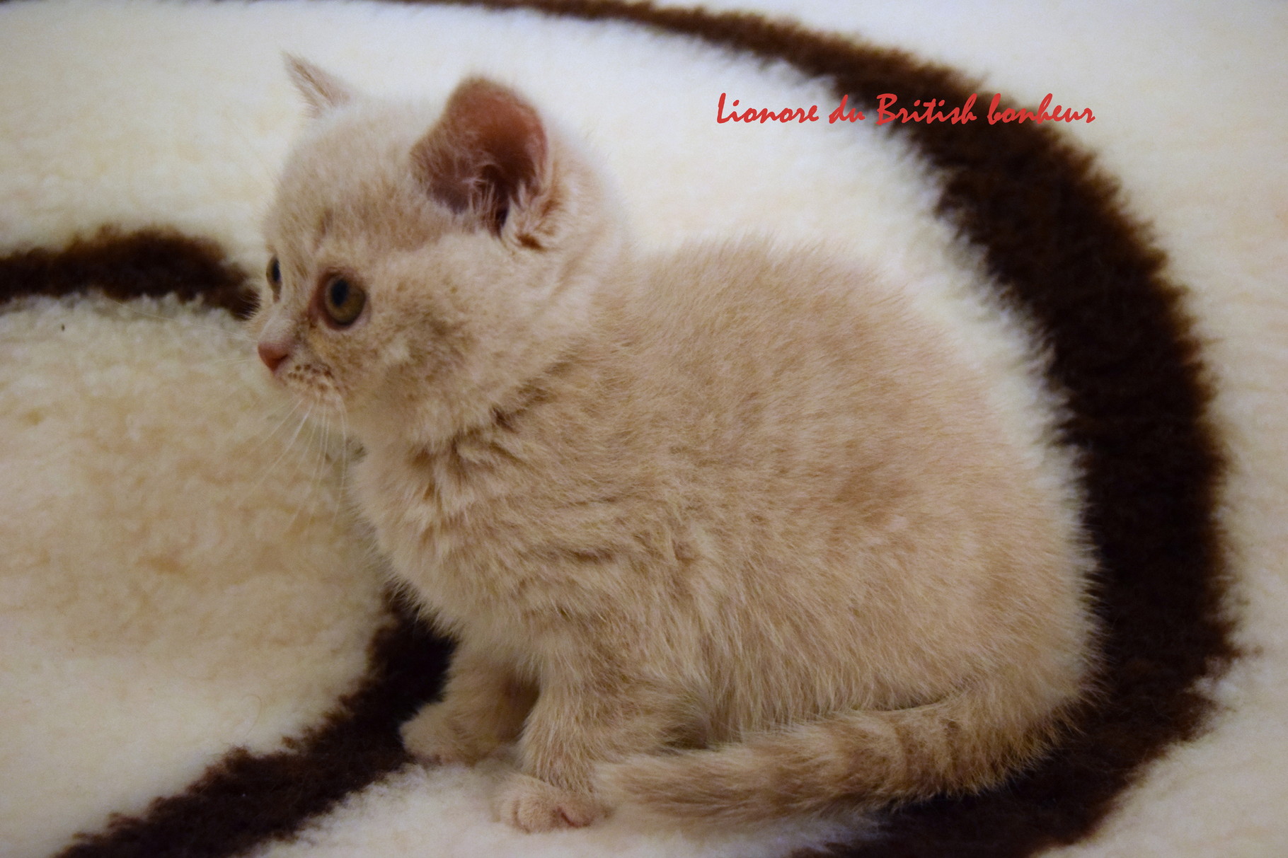 Lionore - adoptée - La Chatterie du British Bonheur
