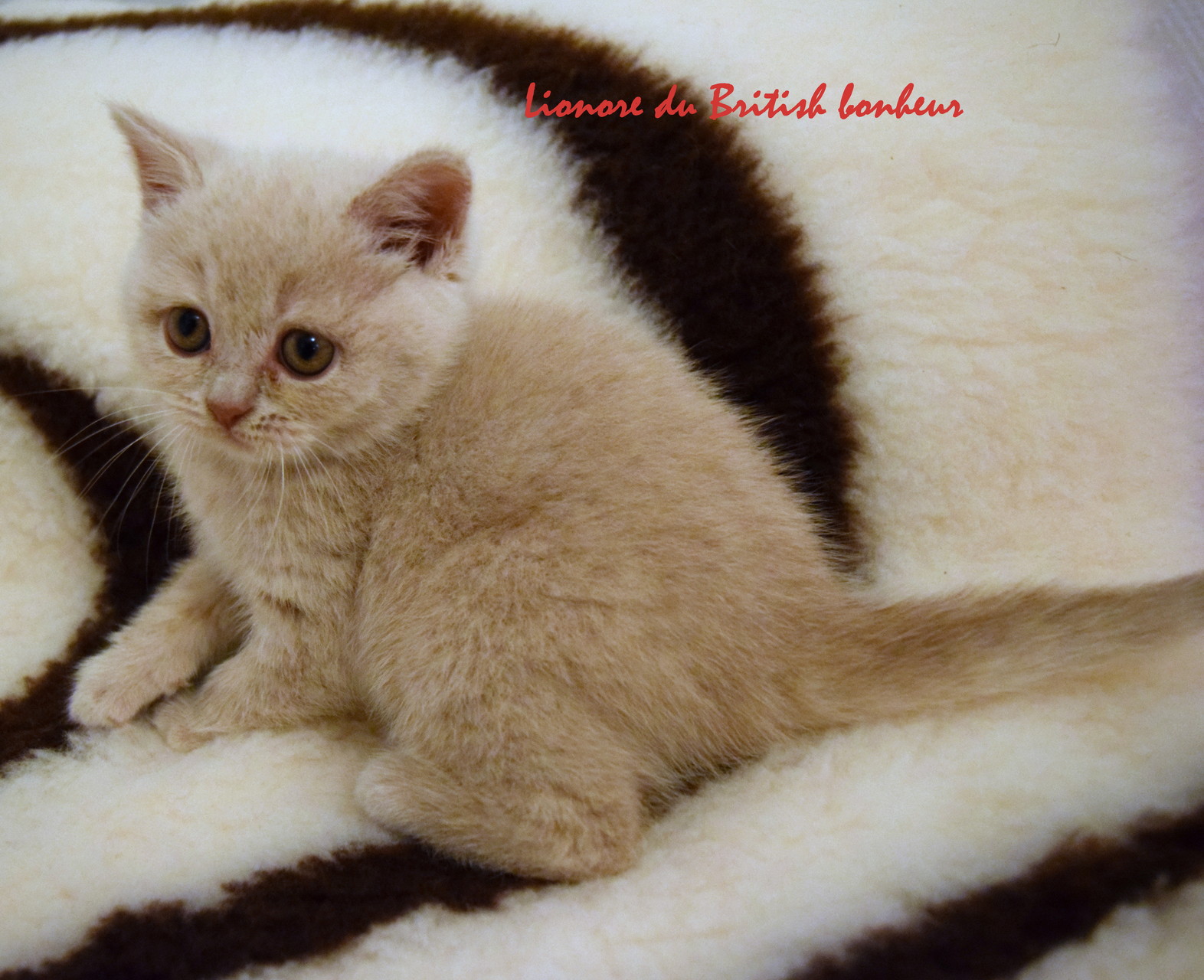 Lionore - adoptée - La Chatterie du British Bonheur