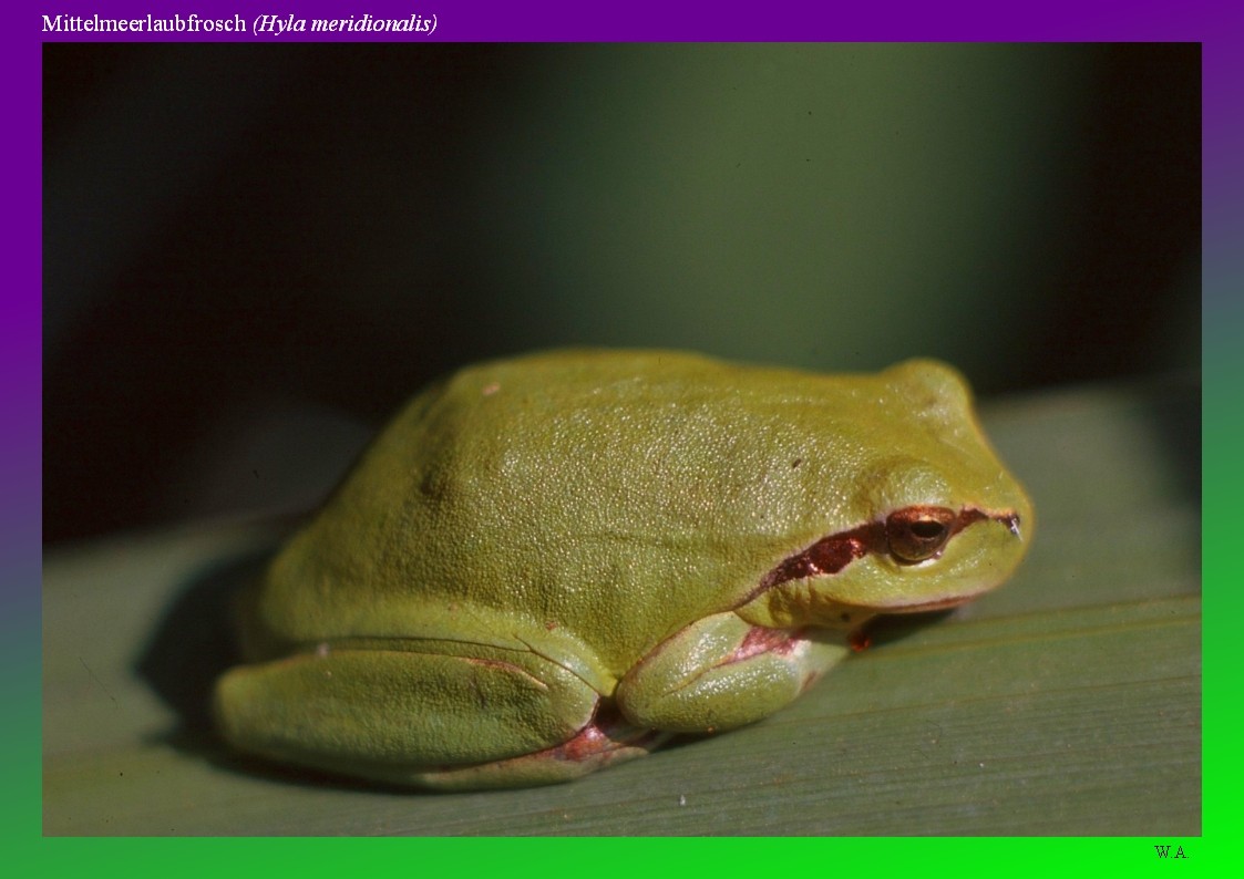 Europäische Lurchen / Amphibien. - Natur-Portrait-W.J.Arnhold. Jimdo-Page!