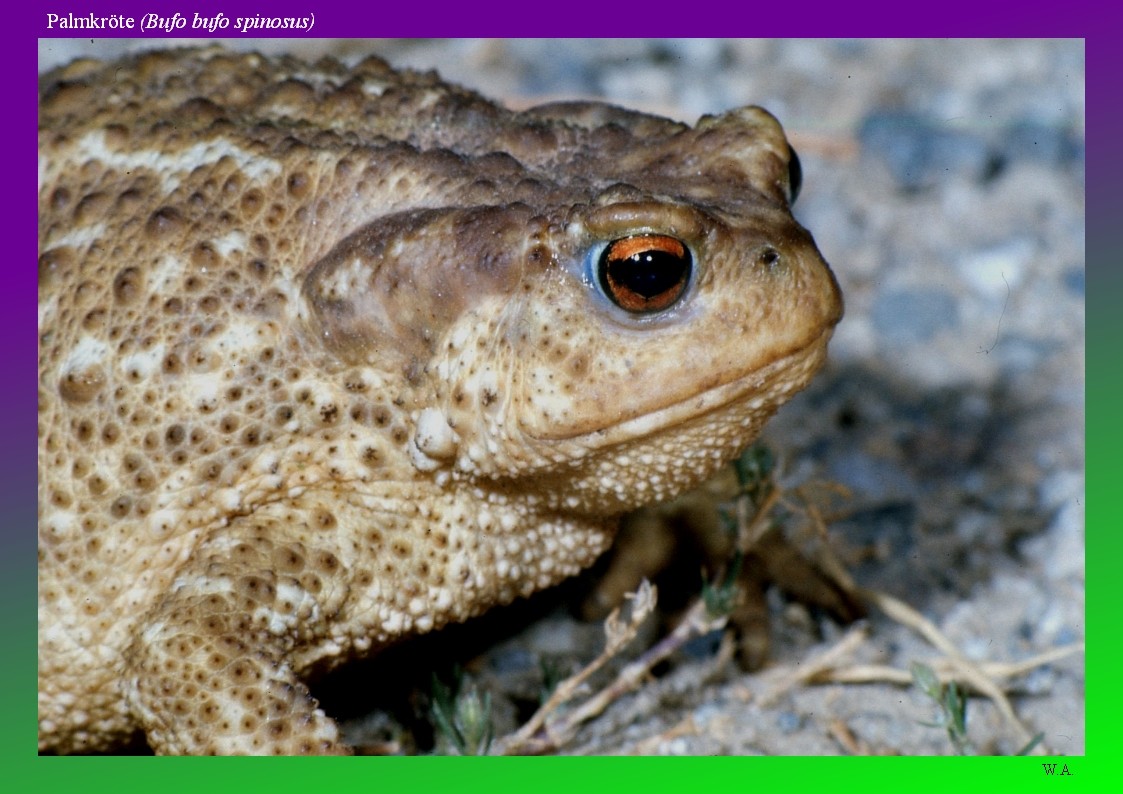 Europäische Lurchen / Amphibien. - Natur-Portrait-W.J.Arnhold. Jimdo-Page!