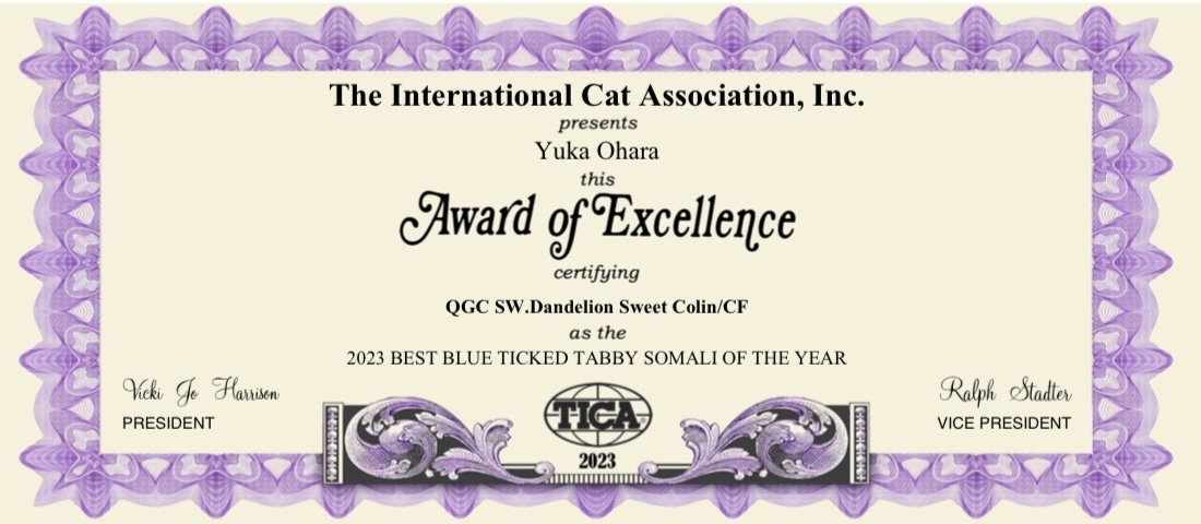 2023 BEST BLUE TICKED TABBY SOMALI OF THE YEAR - Sweet Dandelion