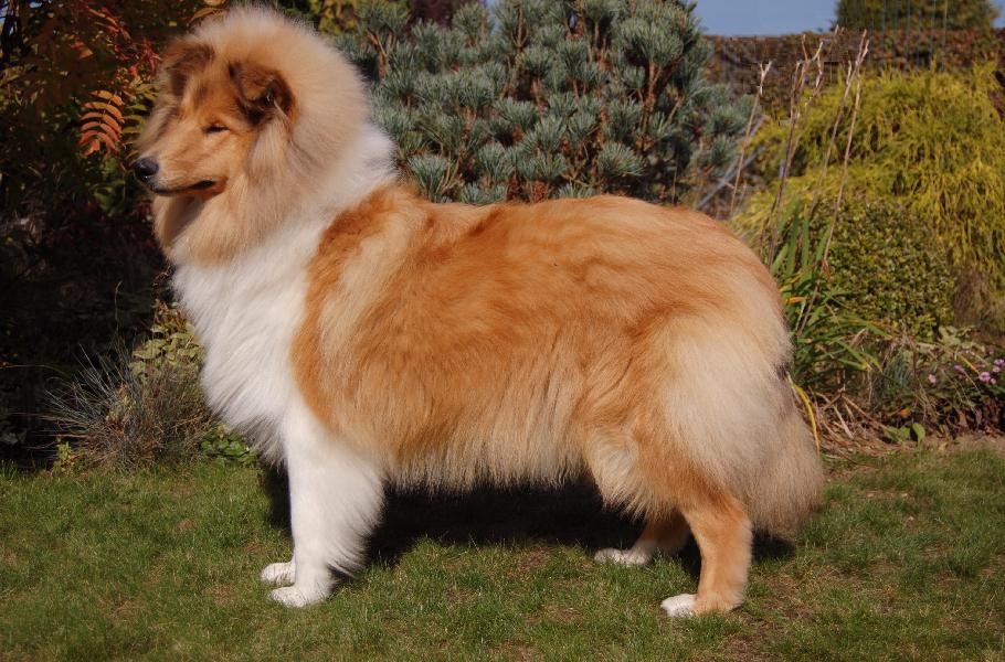 "english girls" - Site Jimdo de slatestone-collies!