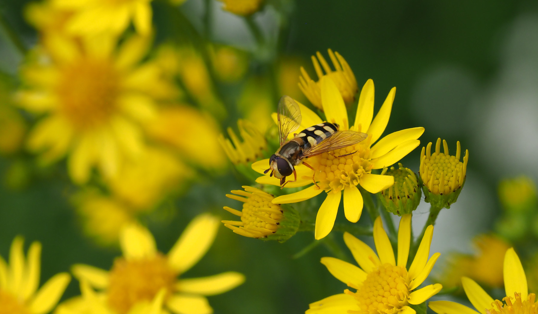Gemeine Feldschwebfliege, Eupeodes corollae (syn. Metasyrphus corollae ...