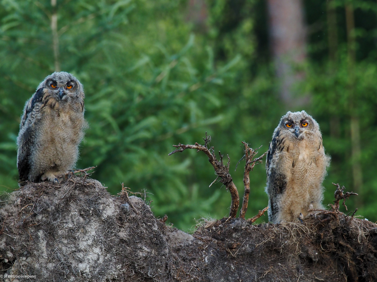 Eulen, Owls-Strigiformes - Naturschule-Neues aus Ecuador