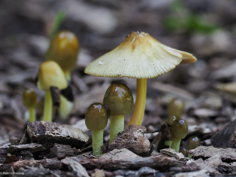 Gold-Mistpilz - Bolbitius titubans - Naturschule-Neues aus Ecuador