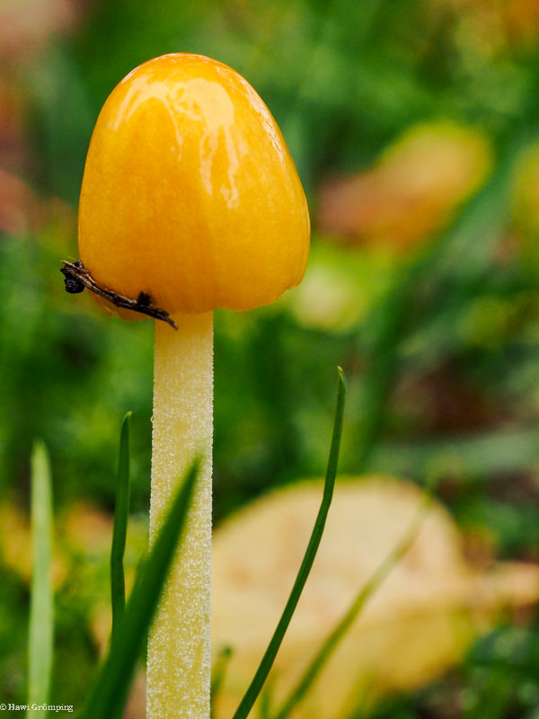 Gold-Mistpilz - Bolbitius titubans - Naturschule-Neues aus Ecuador