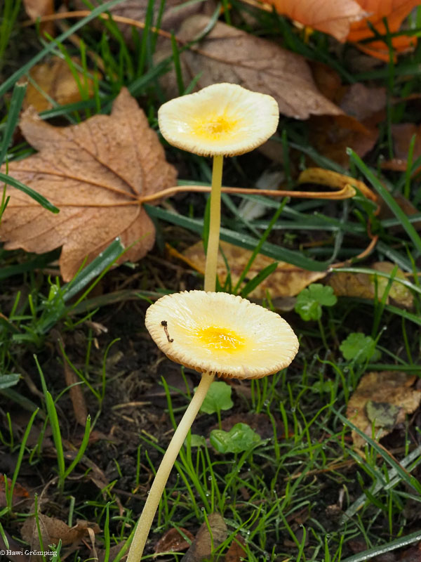 Gold-Mistpilz - Bolbitius titubans - Naturschule-Neues aus Ecuador