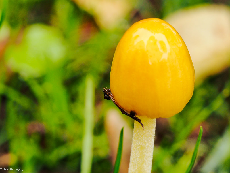Gold-Mistpilz - Bolbitius titubans - Naturschule-Neues aus Ecuador