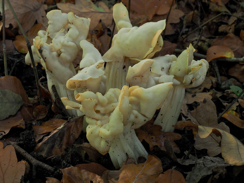 Herbst-Lorchel - Helvella crispa, syn. Helvella pithyophila ...