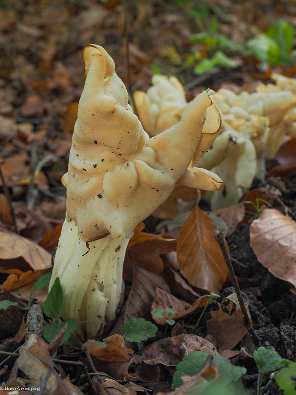 Herbst-Lorchel - Helvella crispa, syn. Helvella pithyophila ...