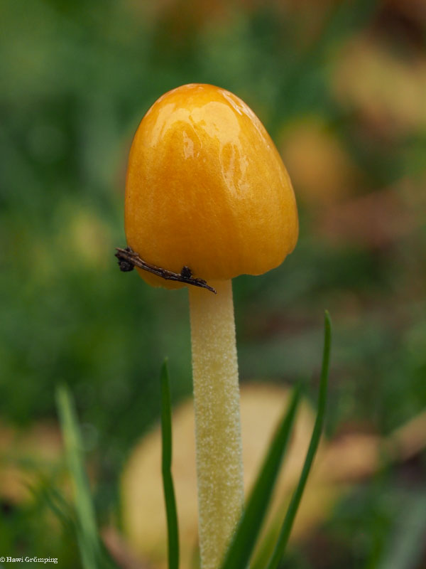 Gold-Mistpilz - Bolbitius titubans - Naturschule-Neues aus Ecuador