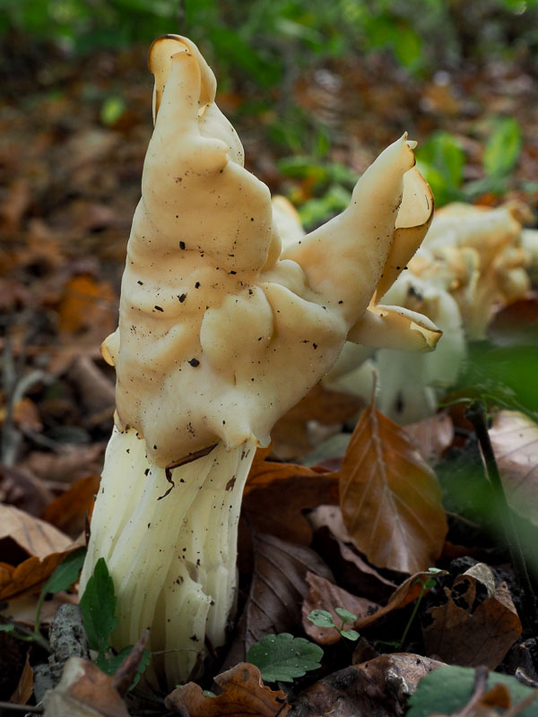 Herbst-Lorchel - Helvella crispa, syn. Helvella pithyophila ...