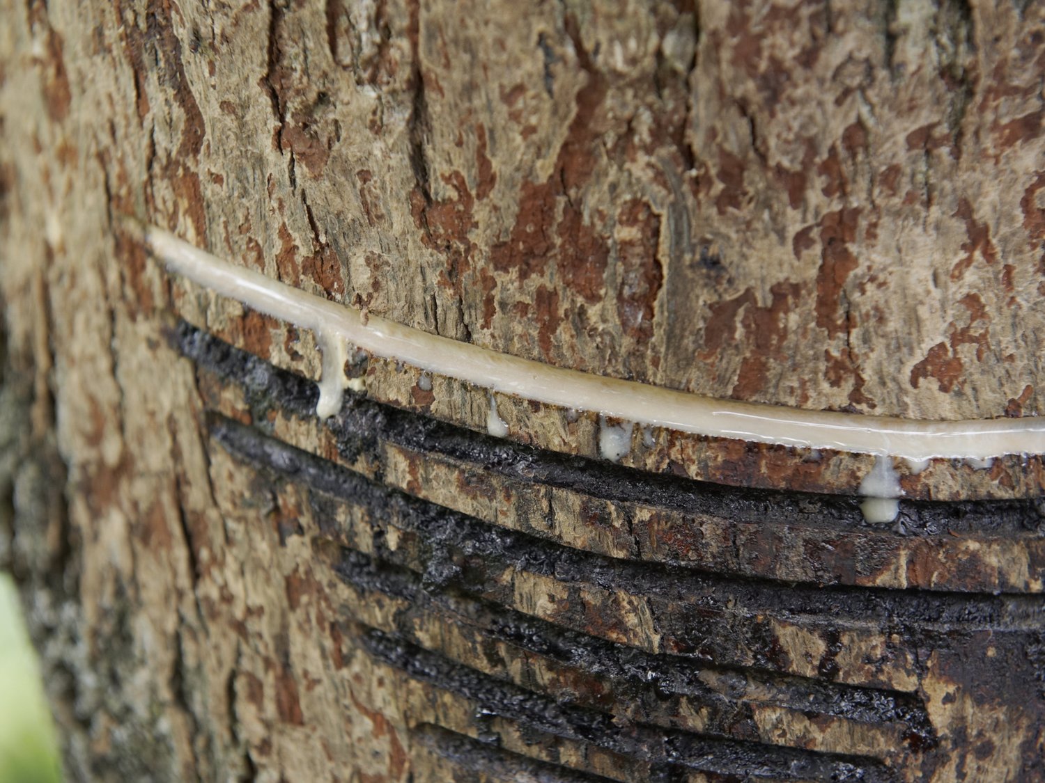 La laque Japonaise (Urushi) - Site de coeur et d'aubier