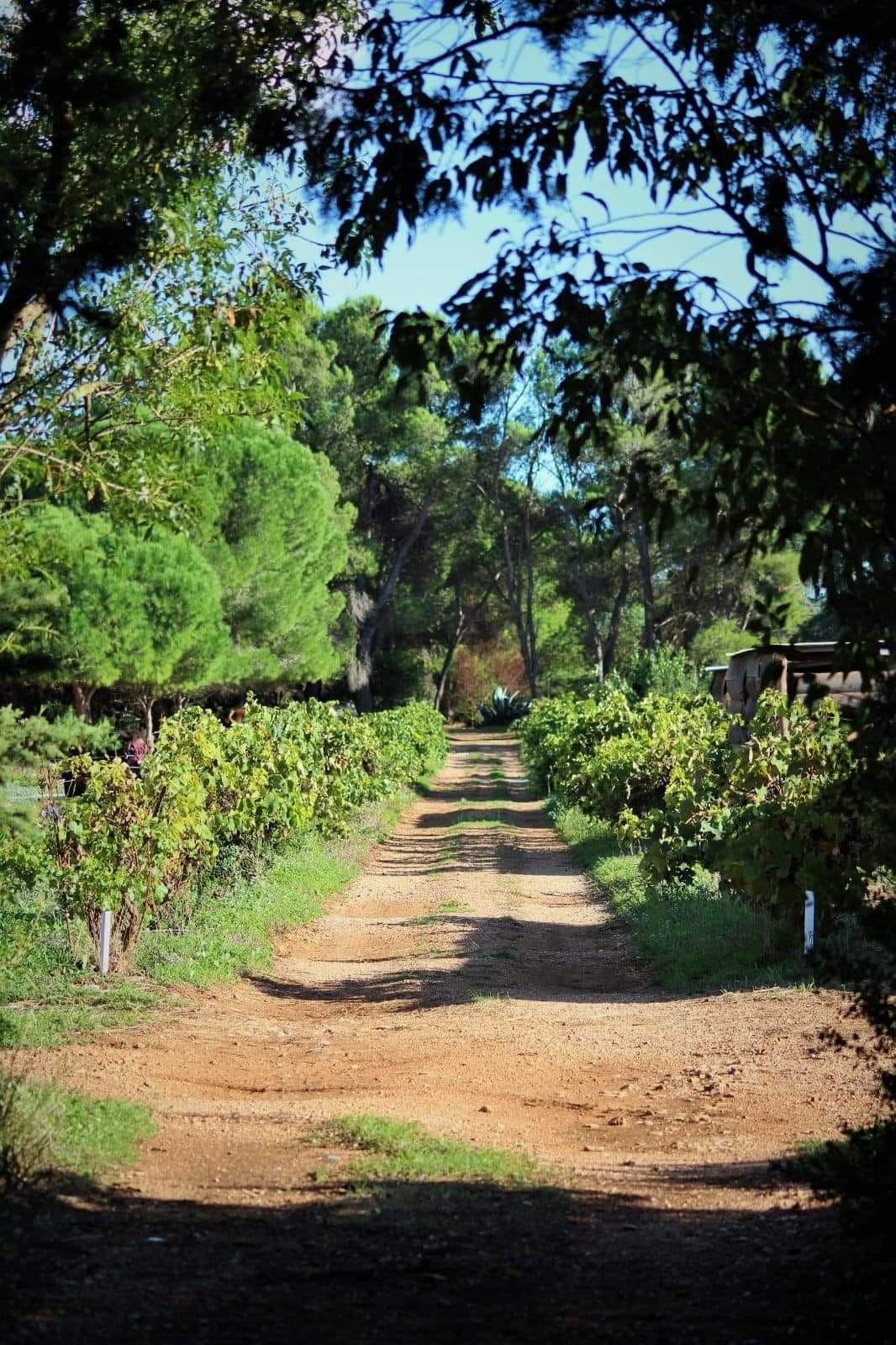 Le Ranch du Pioch - leranchdupioch