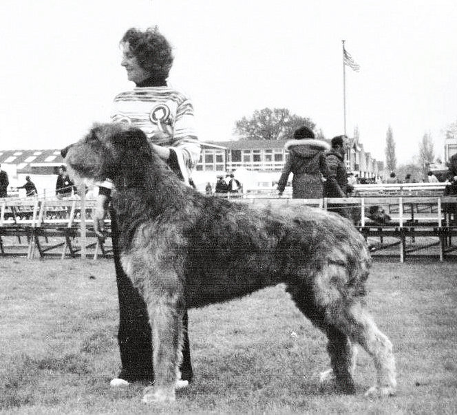 The Erindale Hounds - Irishwolfhound-Kennel