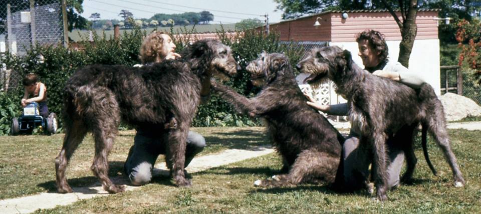 The Erindale Hounds - Irishwolfhound-Kennel