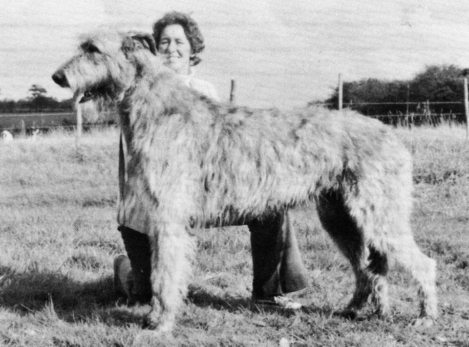 The Erindale Hounds - Irishwolfhound-Kennel