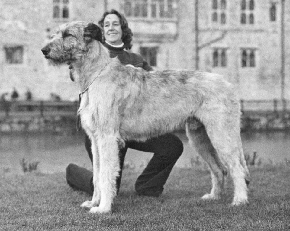 The Erindale Hounds - Irishwolfhound-Kennel