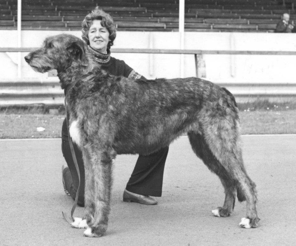 The Erindale Hounds - Irishwolfhound-Kennel
