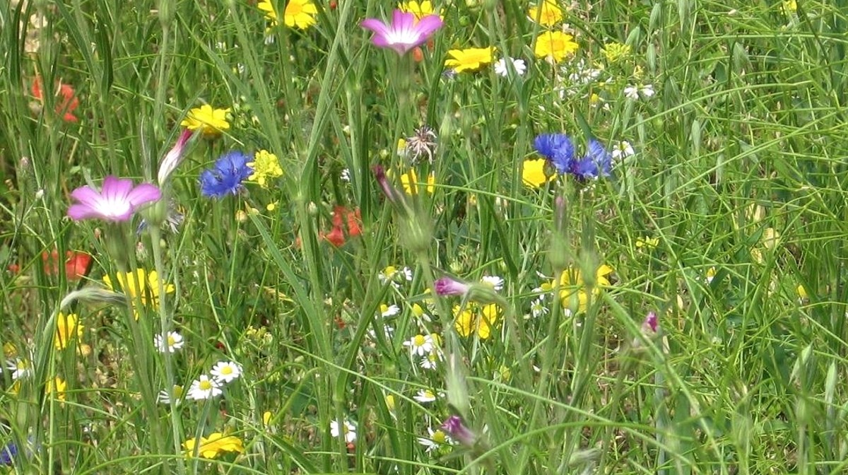…eine große Wiese mit alten Bäumen… - naturgartenberatungs Webseite!