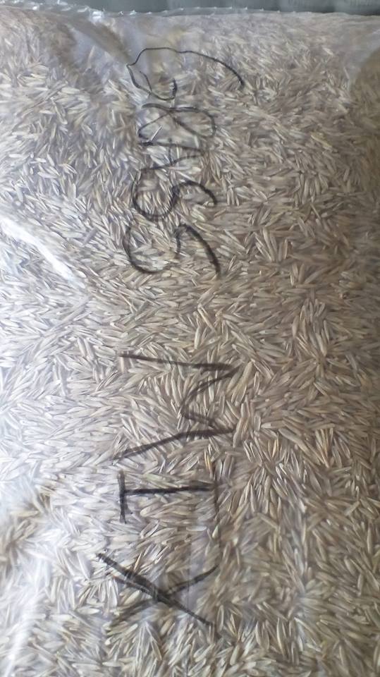 Rye grass mix - Página web de huascaranb