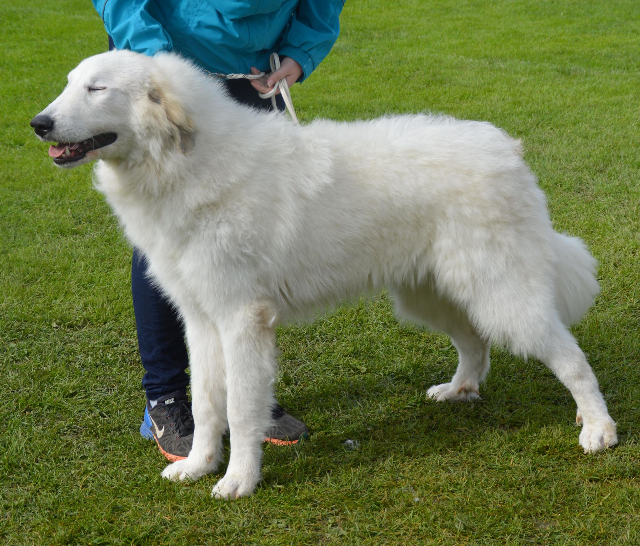 MALINE DE LA BELLETIERE - Echo de'Chien Pyrenean Mountain Dogs