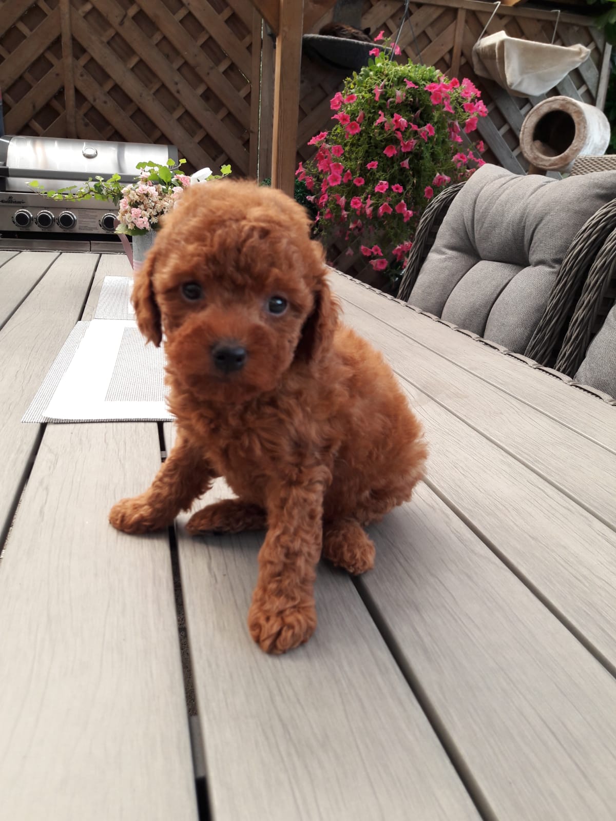 NEWS: - Pudel vom Sonnenhang - Pudelzucht seit über 50 Jahren.