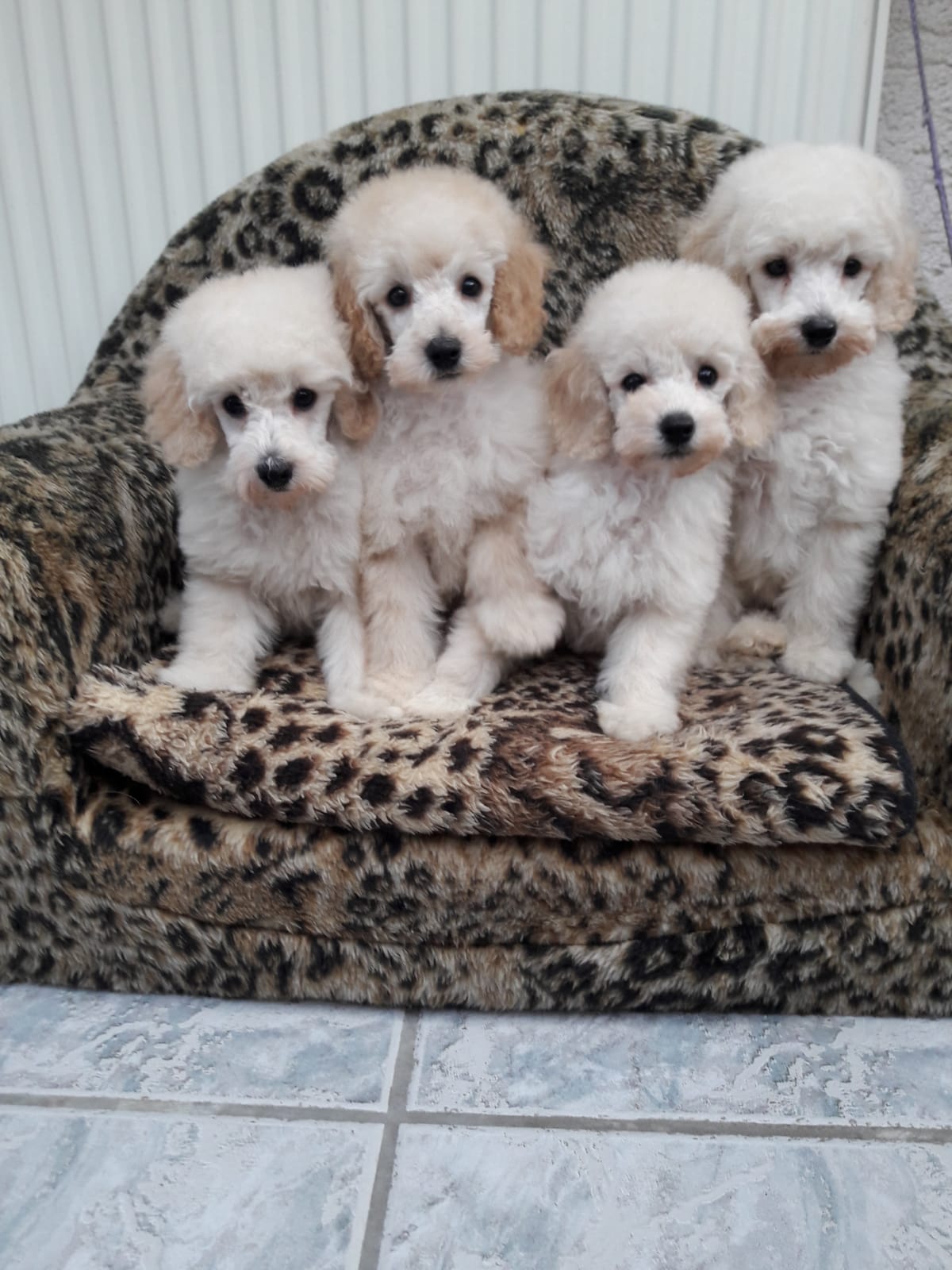 NEWS: - Pudel vom Sonnenhang - Pudelzucht seit über 50 Jahren.