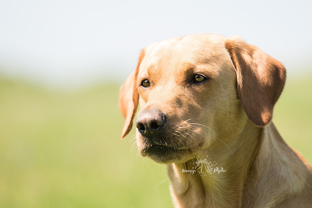 Young Spirit Avid Huckleberry Finn (Rüde GRÜN) - Young Spirit Labrador ...