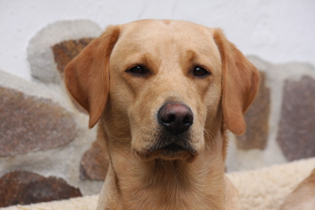 Young Spirit Avid Huckleberry Finn (Rüde GRÜN) - Young Spirit Labrador ...