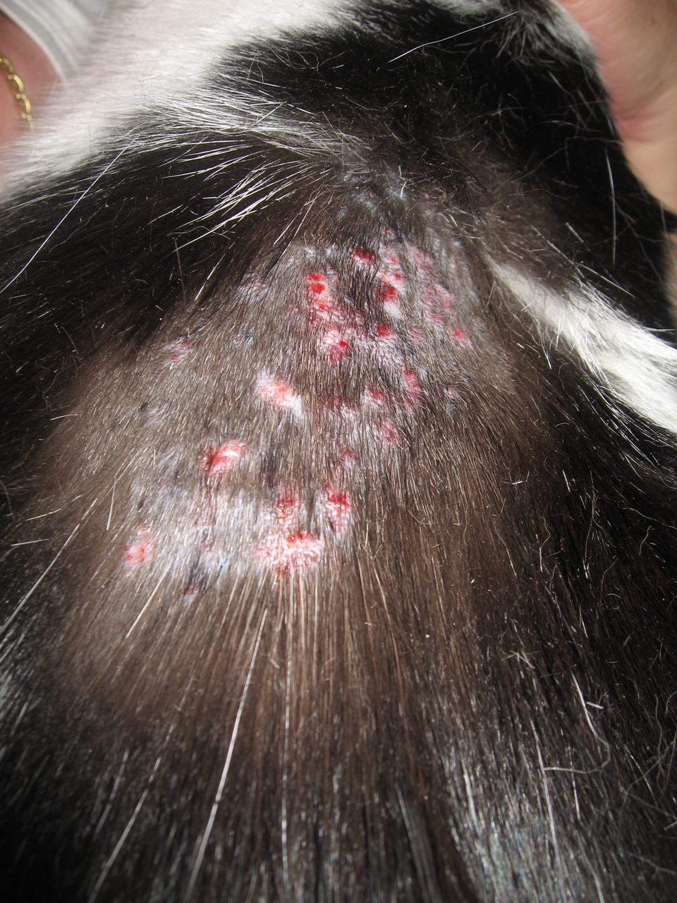 Dermatite Miliar Em Gatos - RETOEDU