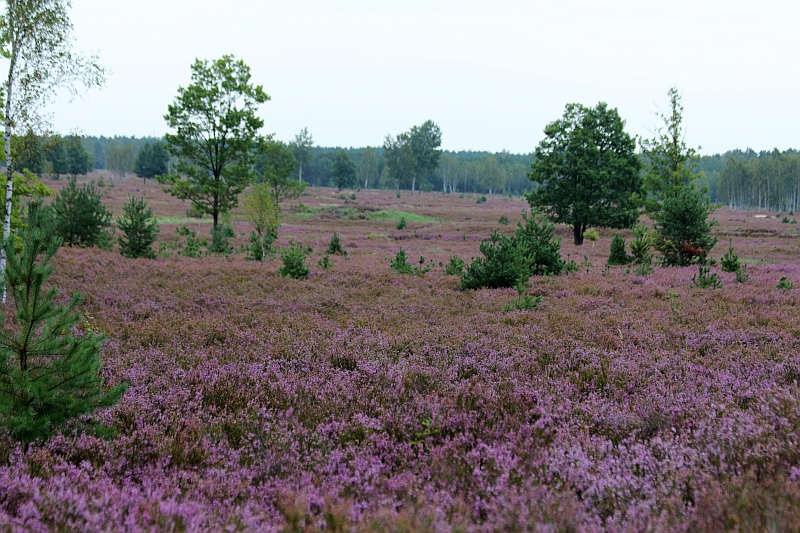 Niederlau- sitzer Heide- land (9.9.2017) - NABU Ortsgruppe Lauta