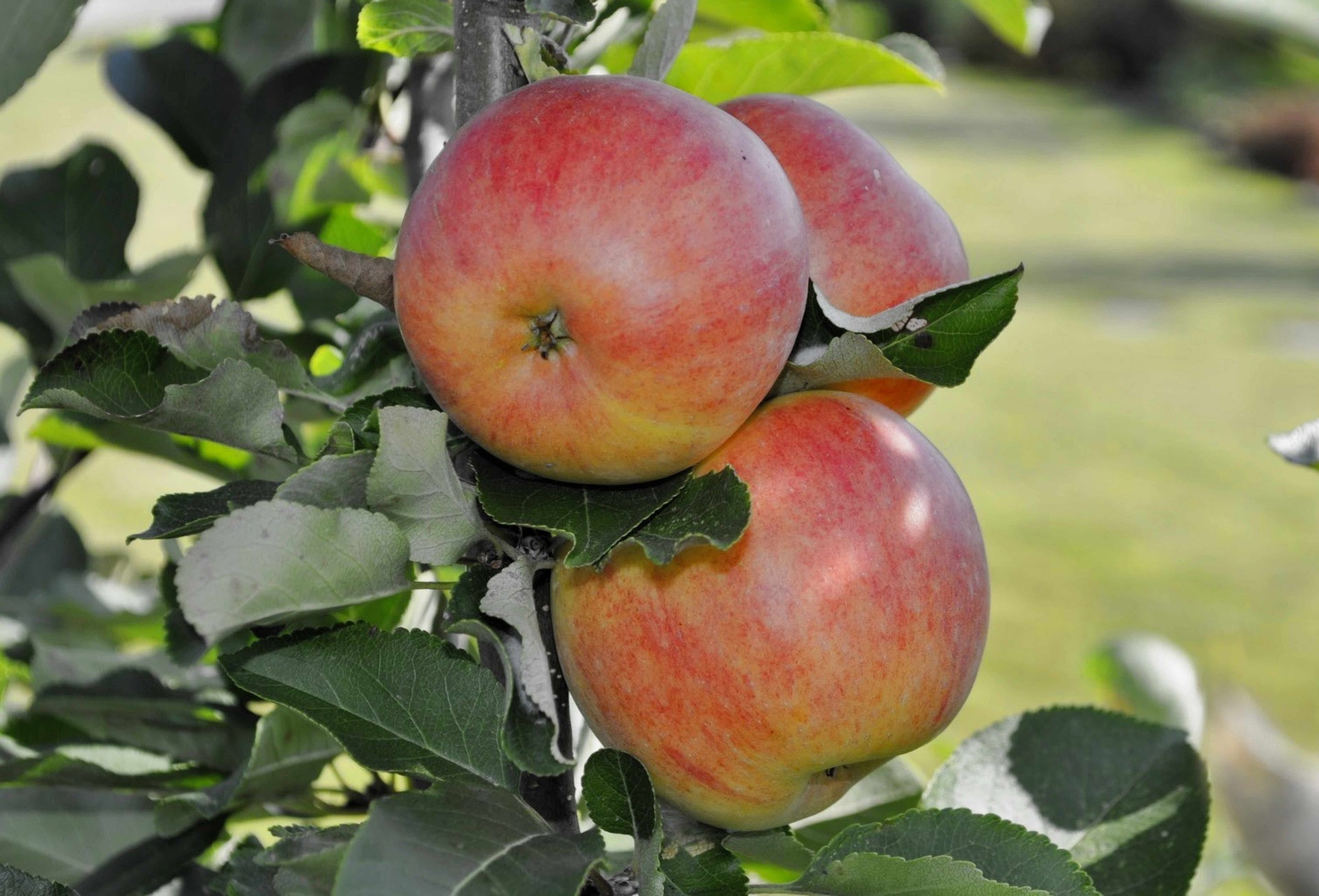 Obstland Schweiz Sek L Kiknetobstverbands Webseite obstland-schweiz-sek-l-kiknetobstverbands-webseite