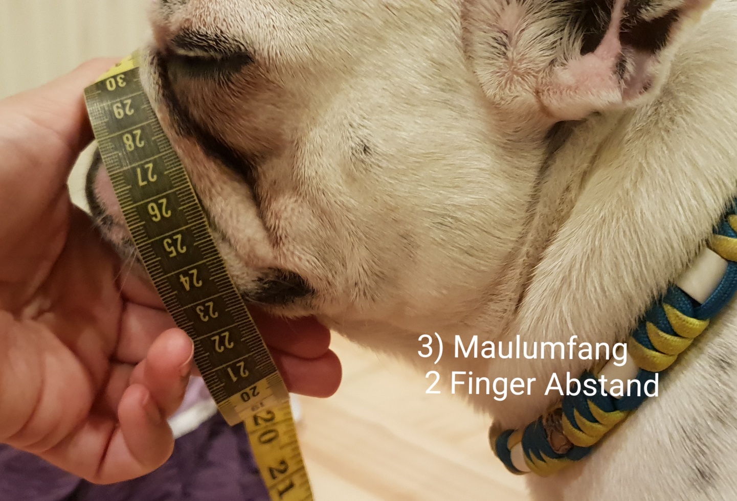 Richtig Messen - 100 % handgemachtes Hundezubehör aus Biothane und Paracord