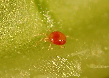 PHYTOSEIULUS PERSIMILIS - Ecobest: Tienda online