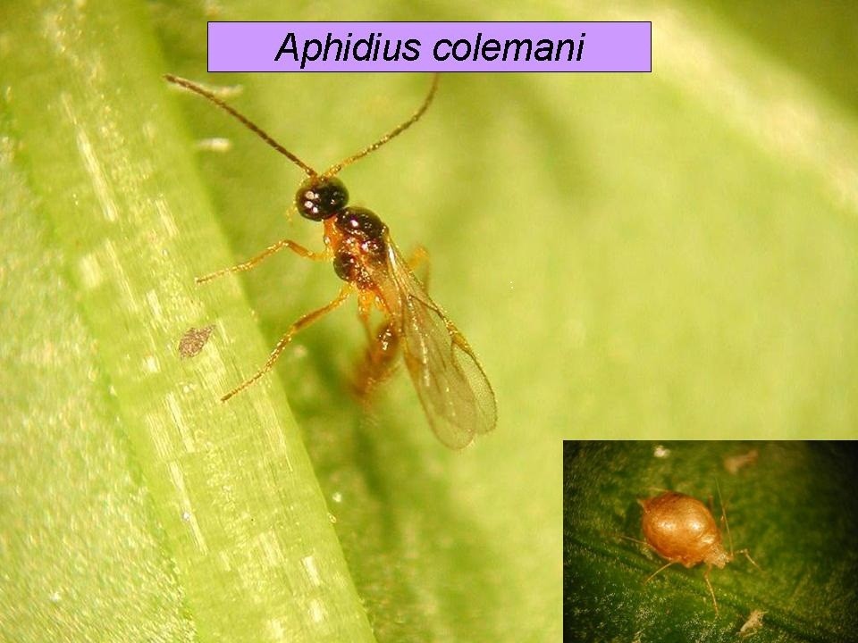APHIDIUS COLEMANI - Ecobest: Tienda online