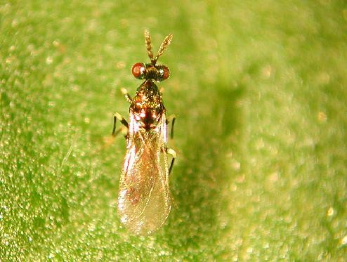 DIGLYPHUS ISAEA - Ecobest: Tienda online