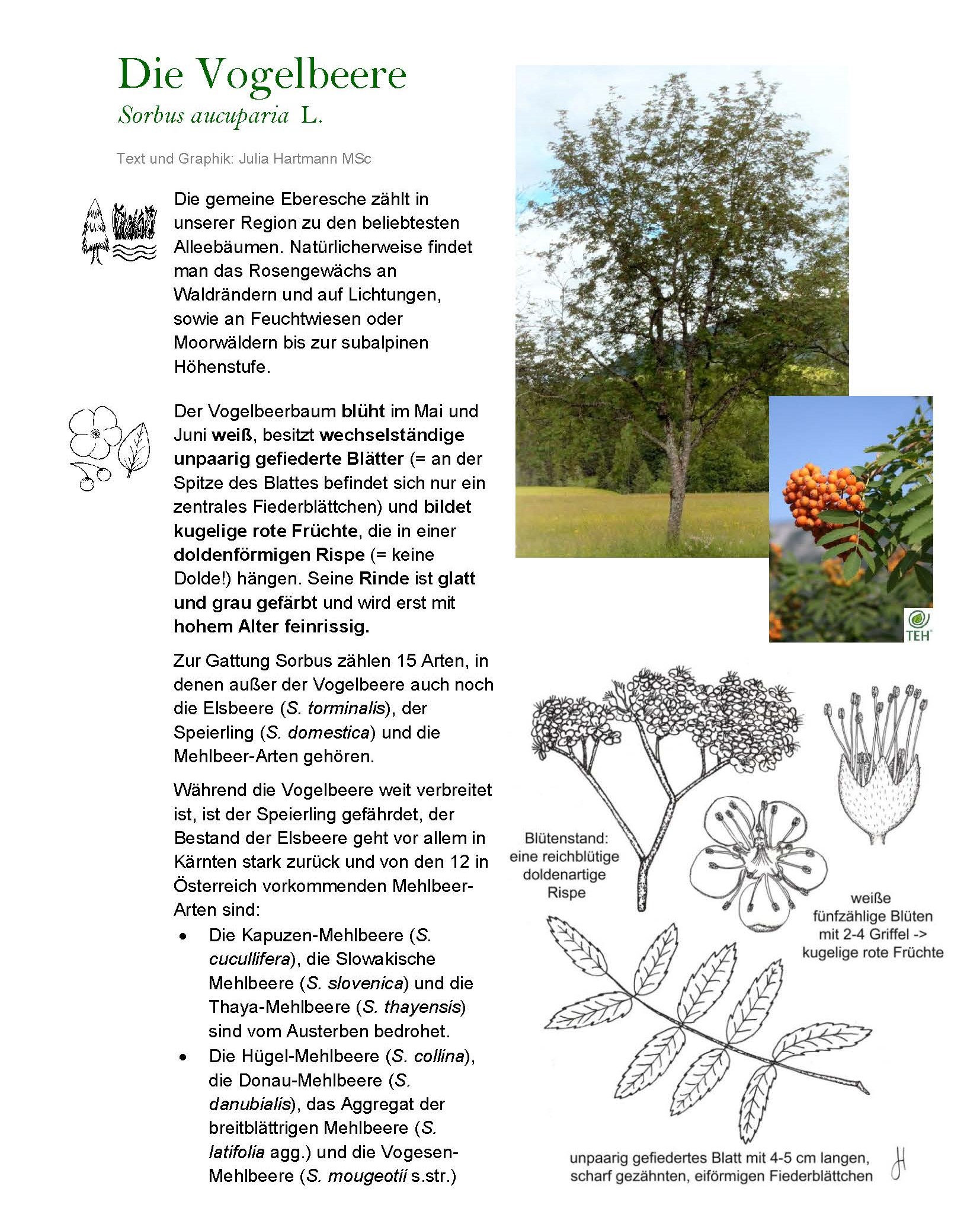 Vogelbeere - TEH Traditionelle Europäische Heilkunde