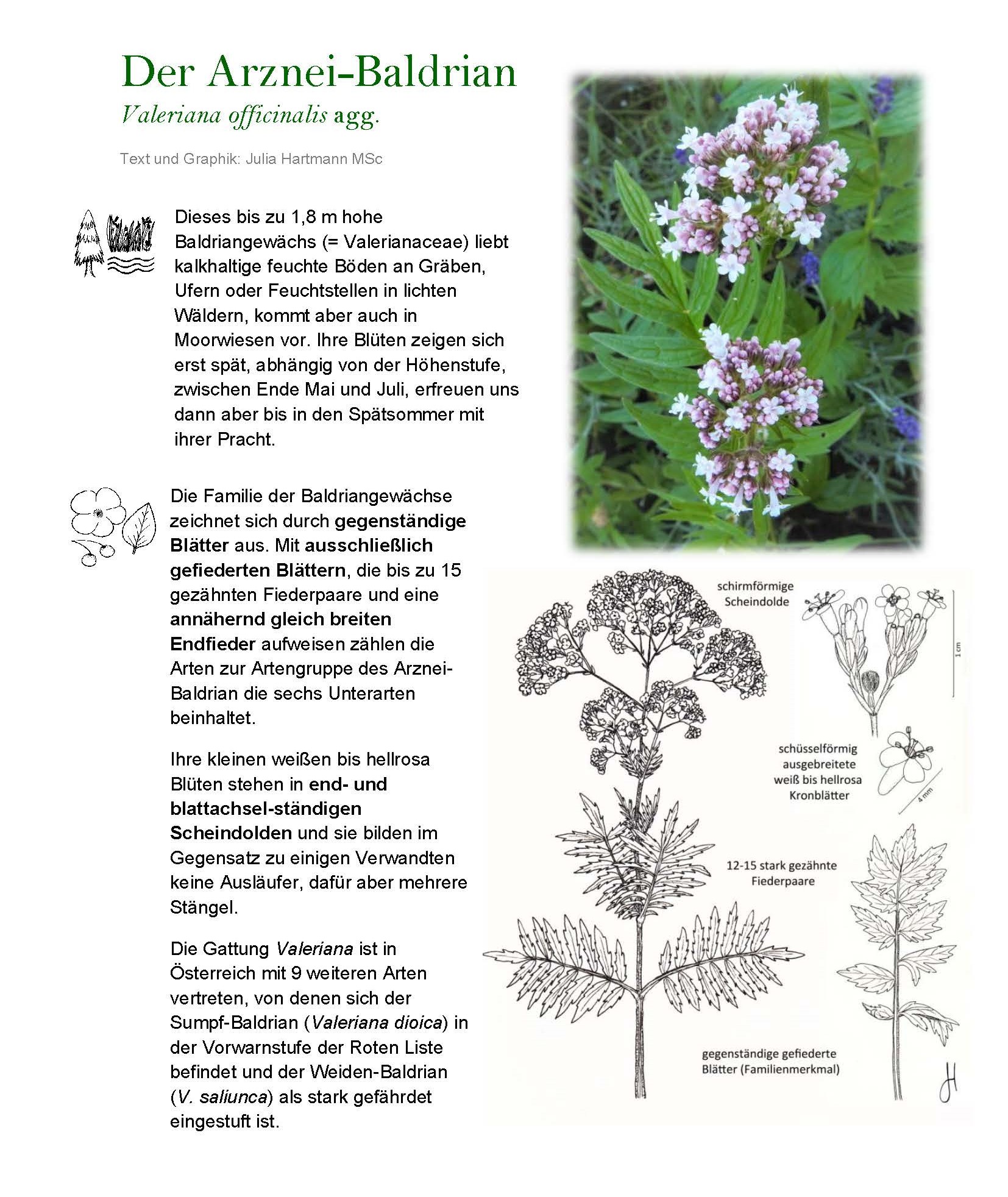 Arznei Baldrian - TEH Traditionelle Europäische Heilkunde