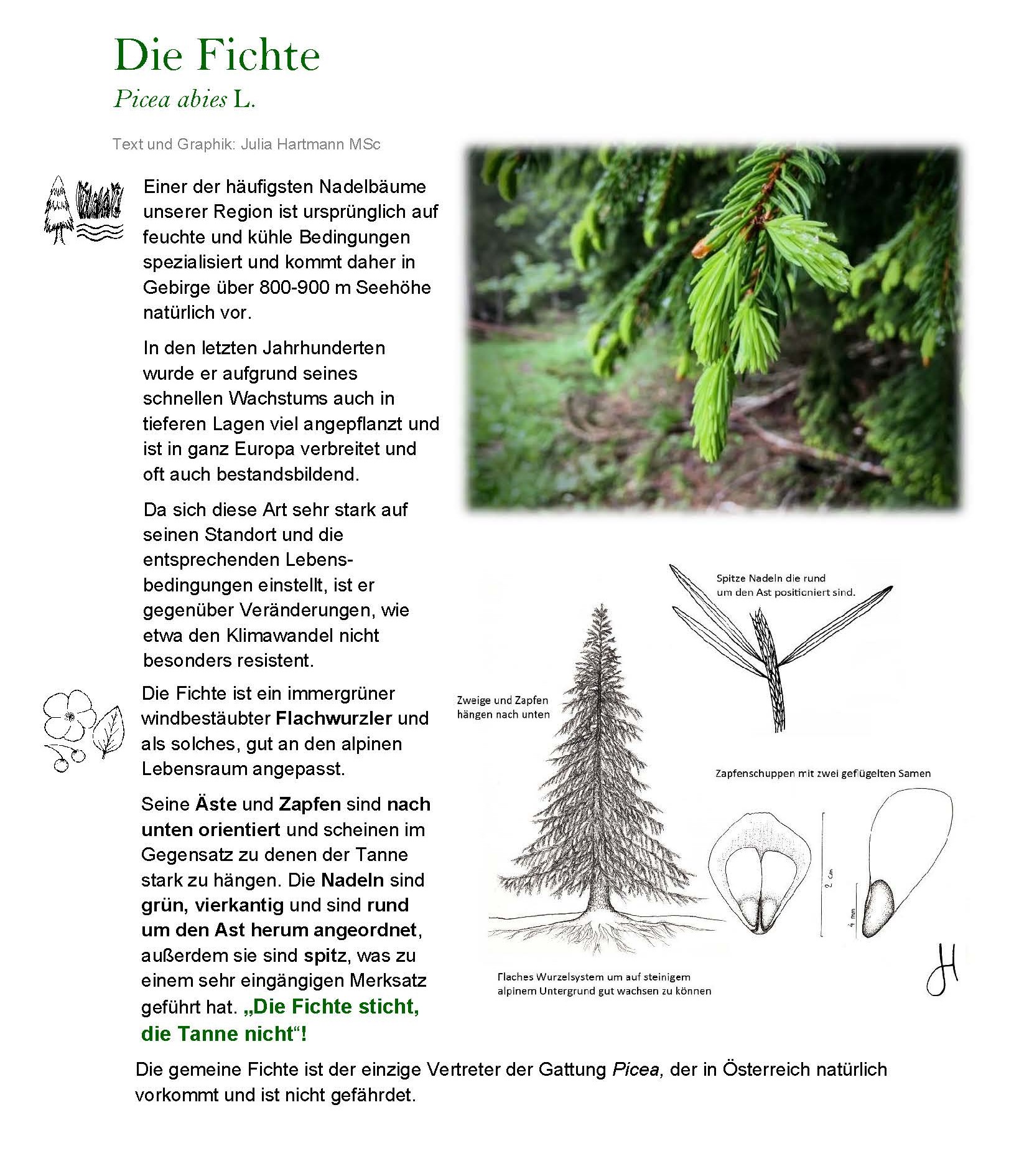 Fichte - TEH Traditionelle Europäische Heilkunde