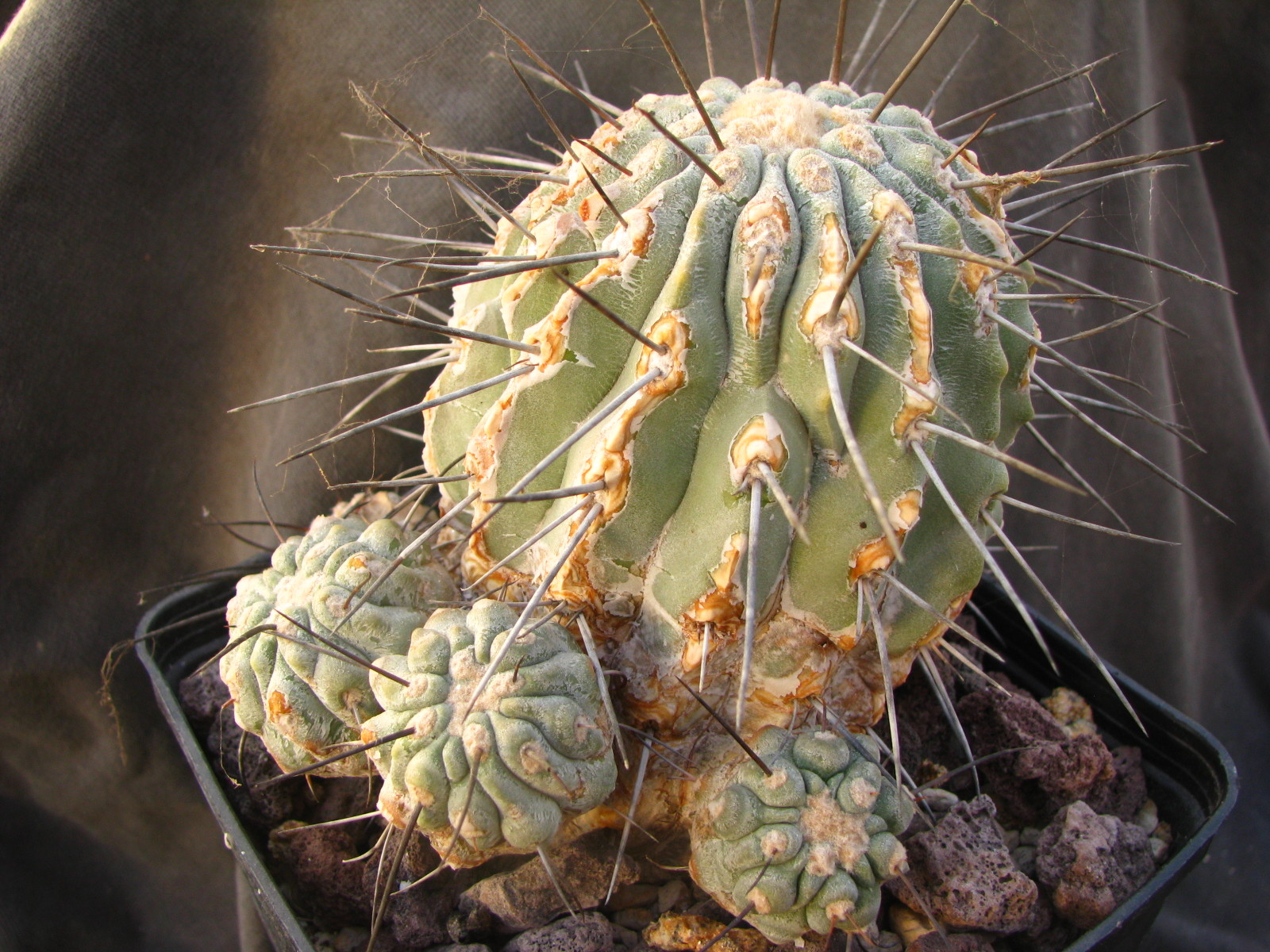 Copiapoa dealbata - Copiapoa.paso